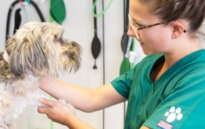 Lakeview Veterinary Surgery Home - Lakeview Veterinary Surgery